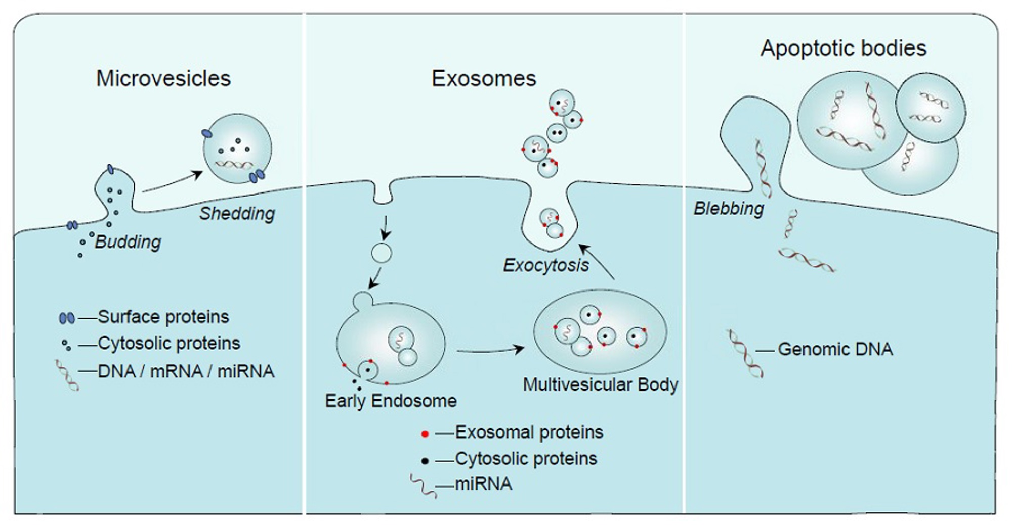 Vesicles