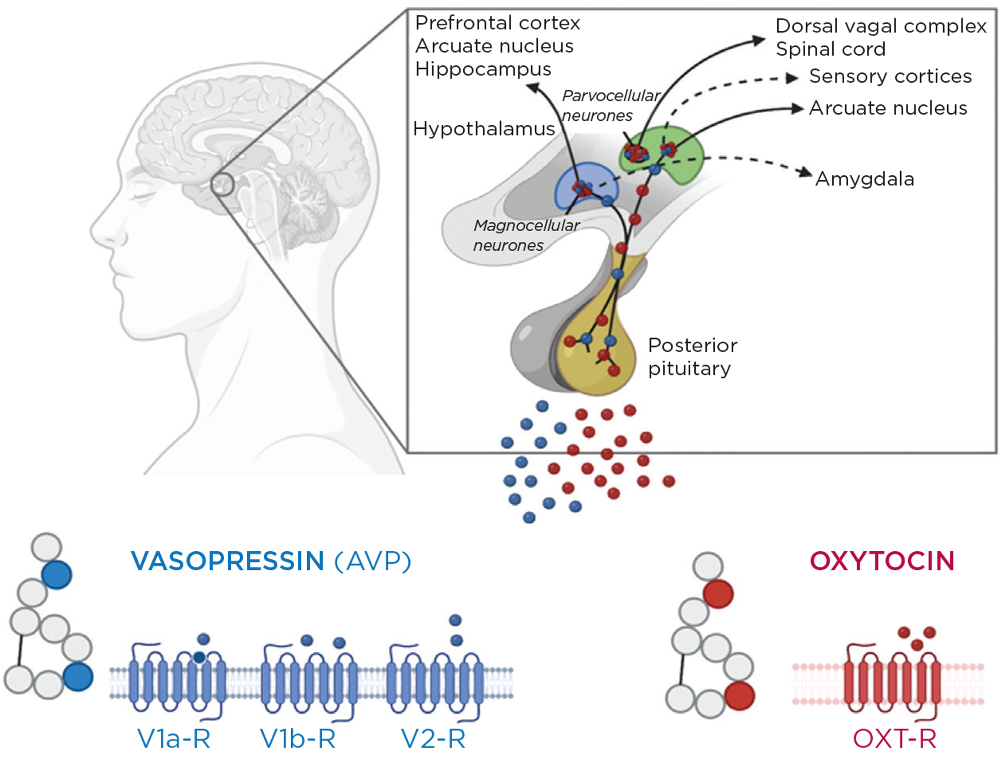 OXYTOCIN DEFICIENCY IN CENTRAL DIABETES INSIPIDUS (AVP DEFICIENCY ...