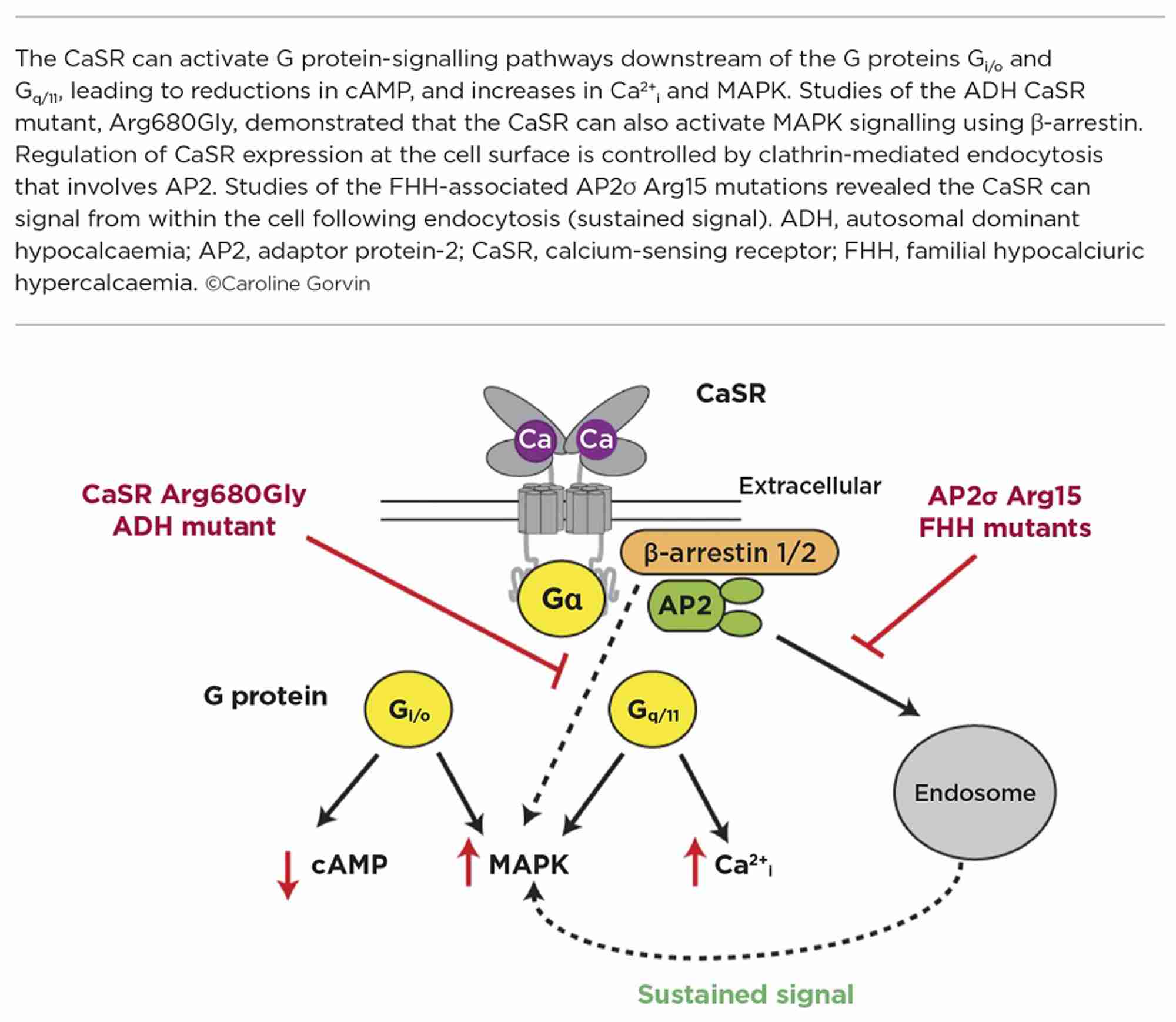 Early Career Prize Lecture: Insights into GPCR trafficking and biased ...