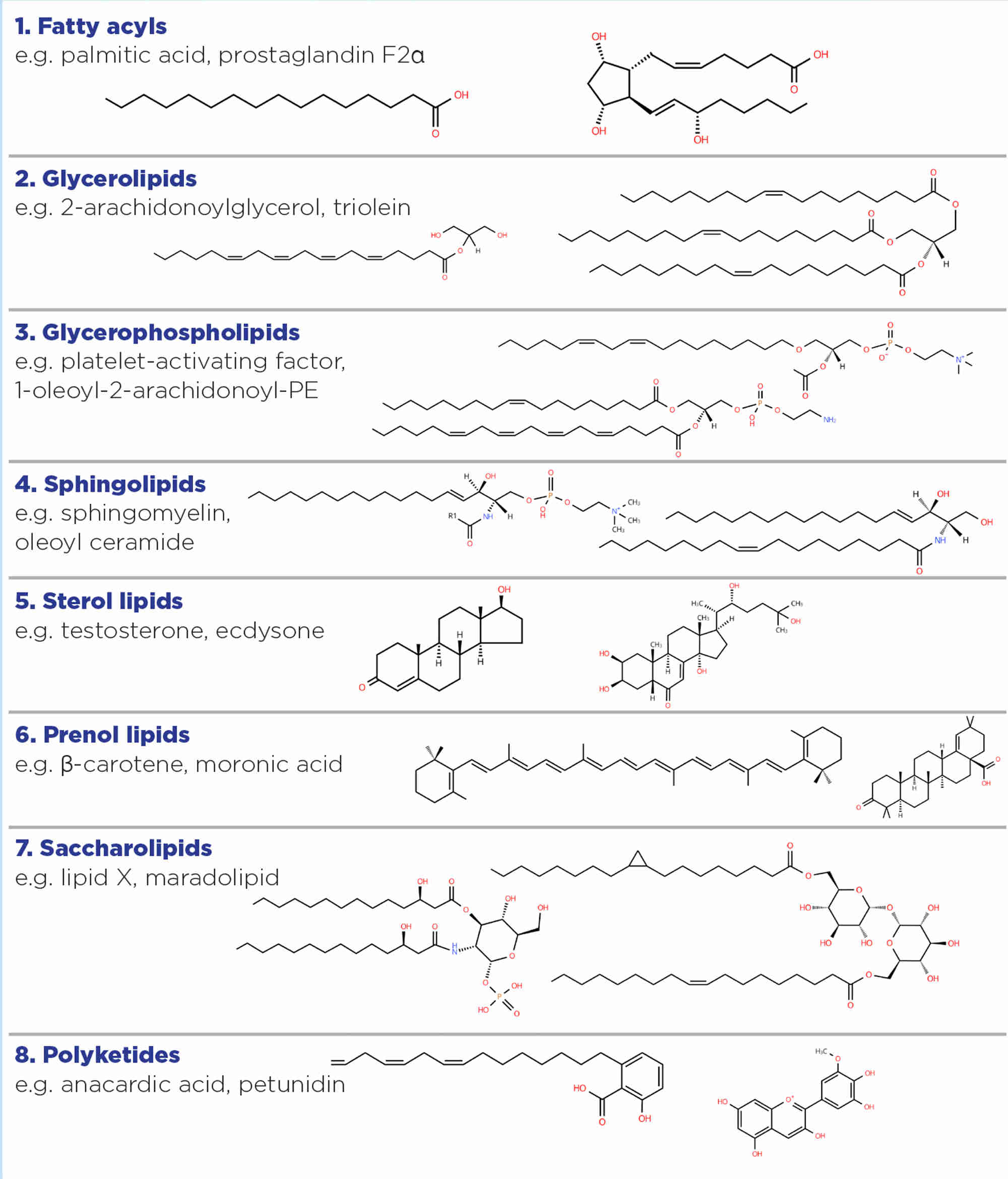 HOW DO I…DECIPHER LIPIDS? | Society for Endocrinology